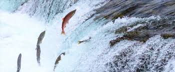 Swimming Upstream: What Salmon Teach Us About Leadership – Doug ...
